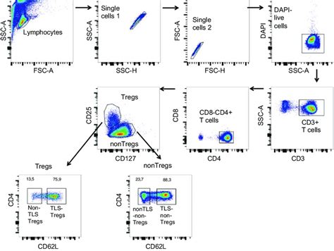 Gating Strategy To Sort Tregs And Non Treg Cd4 T Cell Subsets For Download Scientific Diagram