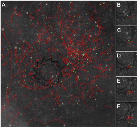 Tracer Trajectories Trajectories Of 25 μm Fluorescent Tracers Green