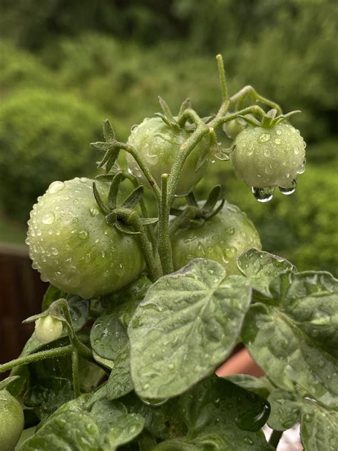 Tiny Tim Tomatoes My First Time Growing Tomatoes From Seed Rgardening