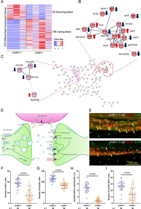 Loss Of Autism Candidate Chd8 Perturbs Neural Crest Development And