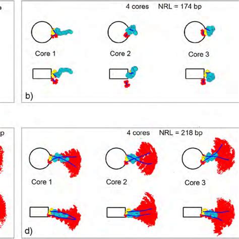Linker Dna Distribution For Typical Fiber Configurations In