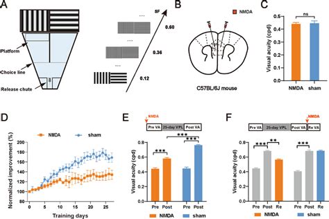 The Mpfc Is Important To Both The Training Process And The Maintenance Download Scientific