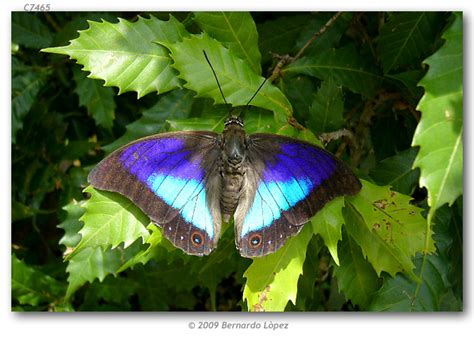 Prepona Deiphile Nayarit Segregate Live Adults