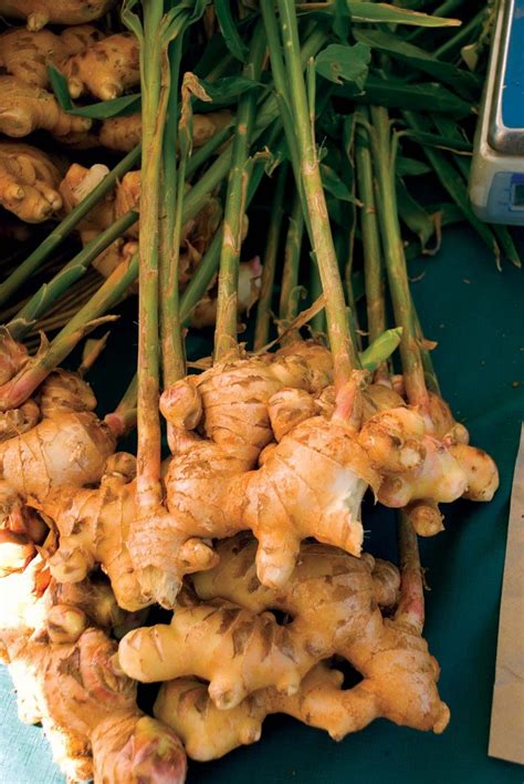 Ginger Plant Britannica