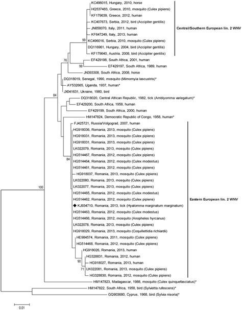 Phylogenetic Tree Of 466 Nt Long Nucleic Acid Sequences Corresponding