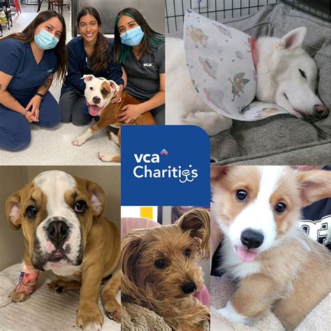 Vca Animal Hospitals On Linkedin Vcavoice