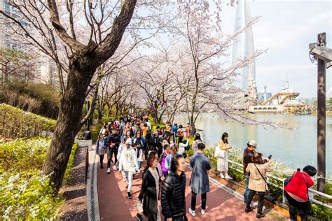 석촌호수벚꽃축제 서울연구데이터서비스