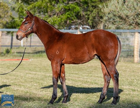 2023 Gold Coast National Weanling Sale Lot 145 Kings Legacy Aus