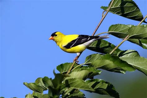 Do Goldfinches Migrate Exploring Goldfinch Migration Patterns
