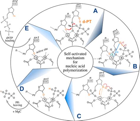 Nucleic Acid Polymer