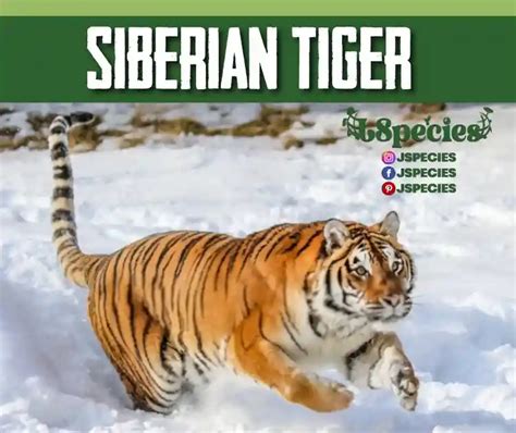 Siberian Tiger Full Guide Cubs And Interesting Facts