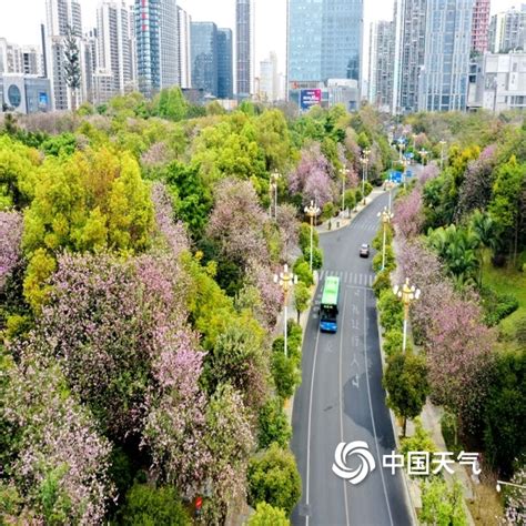 满城春色关不住 广西柳州28万株紫荆花齐盛放 图片 中国天气网