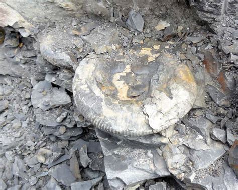 Whitby Fossils Fossiling Hunting In And Around Whitby