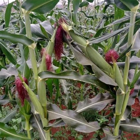 5 Easy Ways To Increase Crop Yield In Dry Seasons