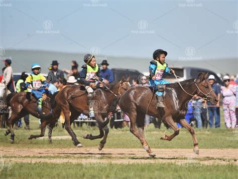 Хэнтий аймгийн 100 жилийн ой зүүн бүсийн уралдаанд байтай уралдсан их насны морьд
