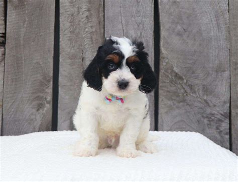 Best Memphis Cavapoos Available — Crockett Doodles