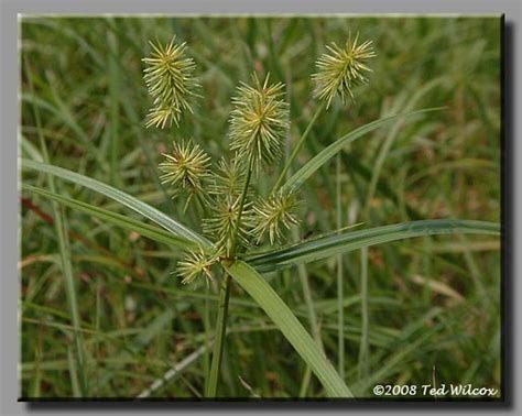 False Nutsedge