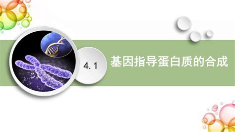 4 1基因指导蛋白质的合成 高中生物人教版必修2课件 共66张ppt 21世纪教育网
