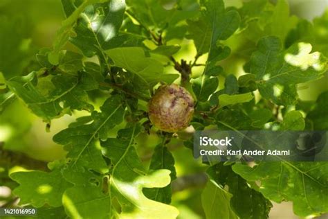 Foto De Closeup De Grandes Galhas Em Folhas De Carvalho Comum Criadas