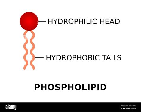 Phospholipid With Hydrophilic Head And Hydrophobic Tails Phospholipid Molecule Structure Cell
