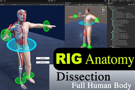 Rig Dissection Anatomy Full Human Body Male 3d 角色 Unity Asset Store