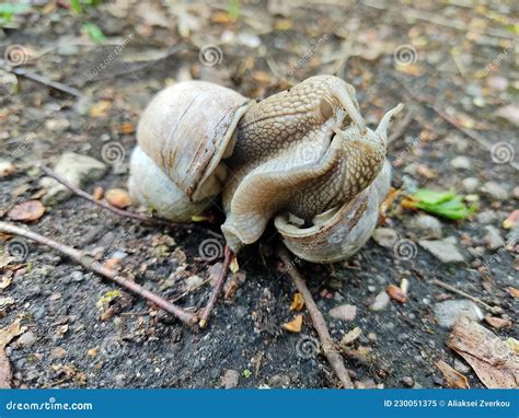Reproduction Of Two Snails With A Spiral Shell Close Up Stock Image Image Of Closeup Invasive