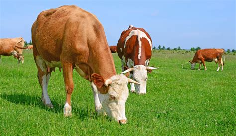 The Importance Of Helium Coolant In Nuclear Reactors