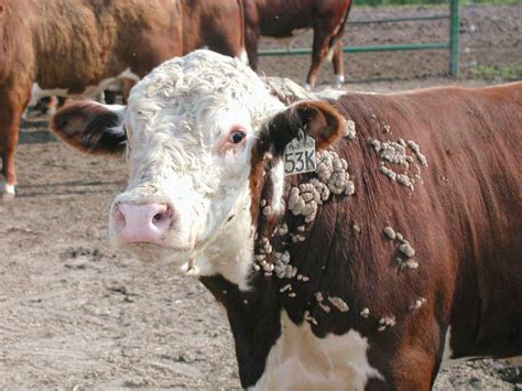 Warts In Cattle Ozarks Farm And Neighbor Newspaper