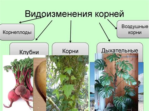 Условия произрастания и видоизменения корней презентация онлайн