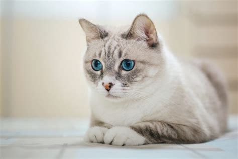 25 Blonde Cat Breeds Top Choices For Your Home With Info And Pictures