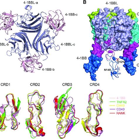 Overall Structure Of The 4 1bb 4 1bbl Complex And The Crds Of 4 1bb