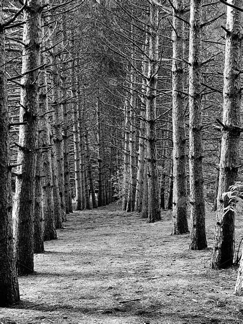 一排树素材 花瓣网