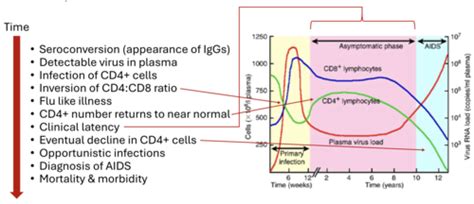 Immunology Exam 2 Hiv And Aids Flashcards Quizlet