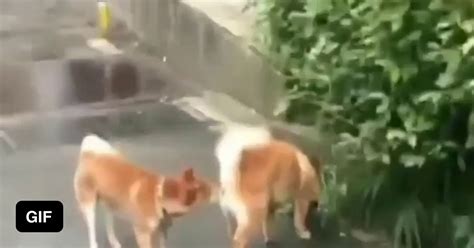 This Is My Territory 9gag