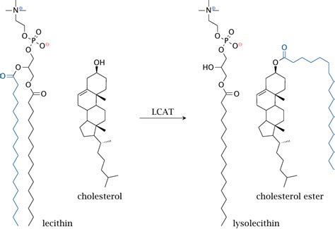 Lecithin Cholesterol Acyltransferase In Human Plasma At Violet Charette