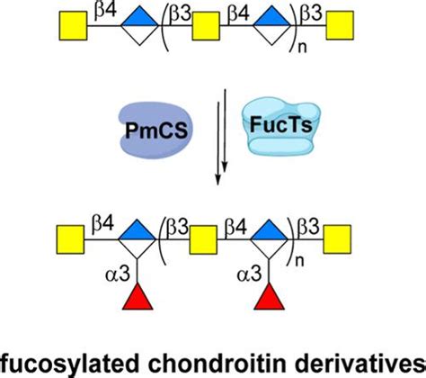 用于组装岩藻糖化软骨素衍生物的可编程酶工具箱 Acs Catalysis X Mol