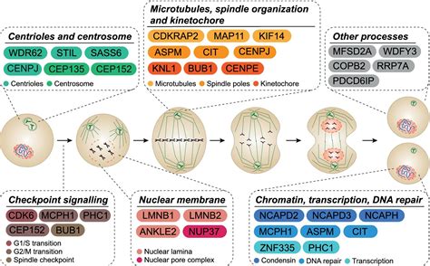 La Boda De Jay Tsai Festival Internacional De Cine De GijÓnxixÓn