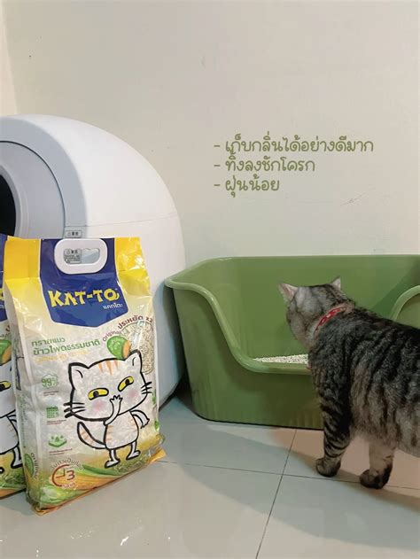 ทรายแมวธรรมชาติ 🌽 แกลเลอรีที่โพสต์โดย Khaofang Lemon8