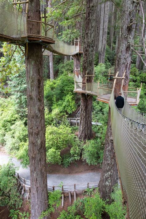 Complete Guide To Del Norte Coast Redwoods State Park