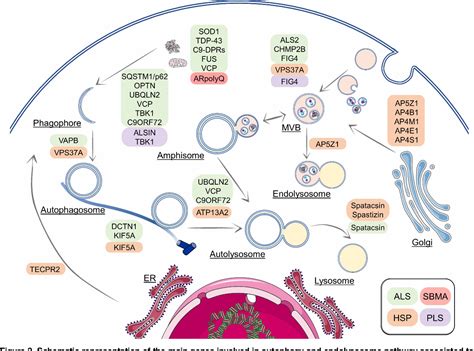 Figure 1 From The Role Of Autophagy Lysosomal Pathway In Motor Neuron