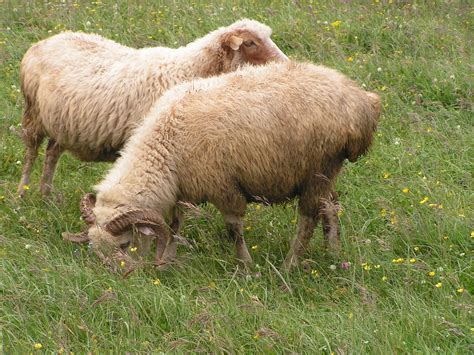 Ovis Aries Domestic Sheep Male And Female Male And Fem Flickr