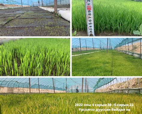 САЙН МЭДЭЭ Цагаан будааны үрсэлгээг ЗАДГАЙ ТАЛБАЙД шилжүүлэх ажил