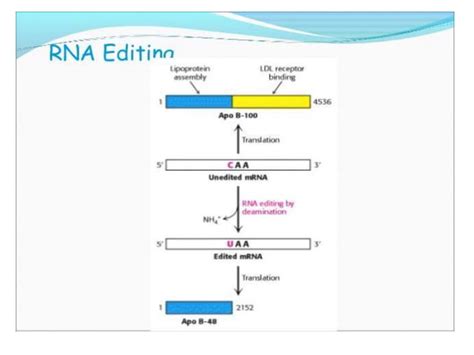 Rna Processing Post Transcriptional Modifications Splicing Capping