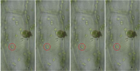 采用项目式学习方式进行“用高倍显微镜观察叶绿体和细胞质的流动”实验改进