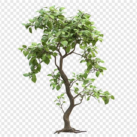 Isolated 3d Render Of Lush Green Tree With Detailed Trunk And Branches