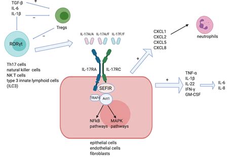 Frontiers The Yin And Yang Of Il 17 In Systemic Sclerosis