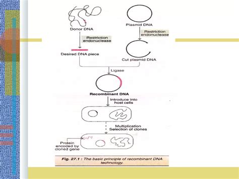 Recombinant Dna Technology Ppt