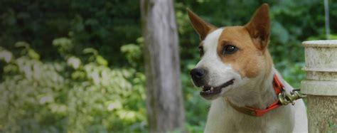 How Often Should You Walk Your Treeing Feist Puppy