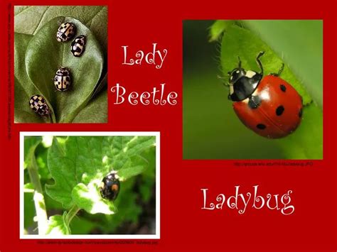 Ppt Ladybug Powerpoint Presentation Free Download Id4077426