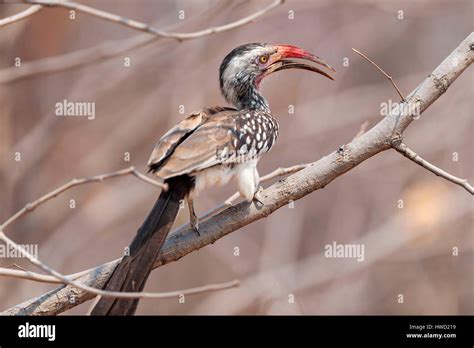 A Southern Red Billed Hornbill Seen In Zimbabwes Hwange National Park